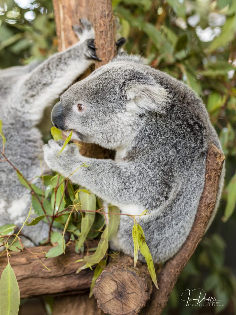 Koala "Dinner Time"